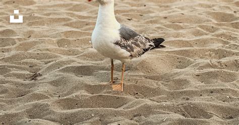A Seagull Standing In The Sand On A Beach Photo Free Beach Image On