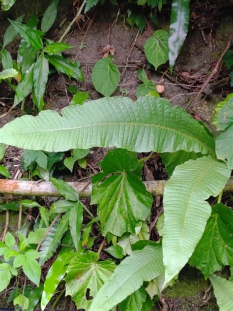 Bosmania Membranacea From 365台灣苗栗縣泰安鄉梅園村 On October 3 2023 At 0208 Pm