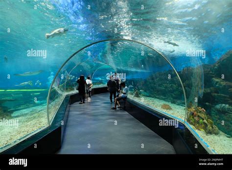 Philippines Manila Manila Ocean Park Aquarium Tunnel Stock Photo