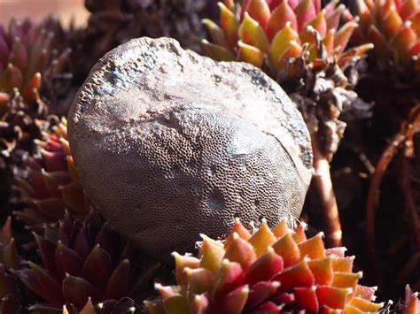 Fossil Huntress Ichthyosaur Basioccipital Bone And Teleost Fish