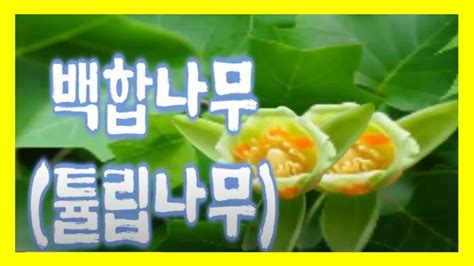 백합나무 튤립나무 백합나무의 스토리 Youtube