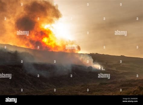 Controlled Heather Burning By A Gamekeeper On Burley Moor In West