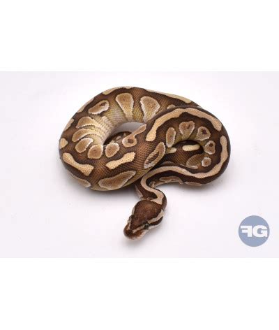 Vente En Ligne Python Regius Fg Reptiles
