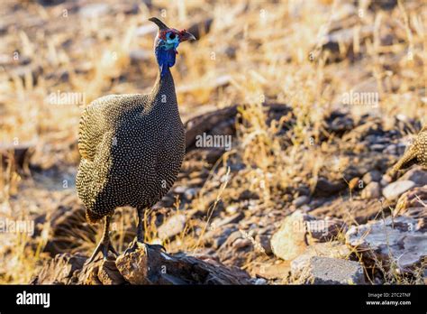 Helmeted Guineafowl Numida Meleagris Walking In Grass Its Original