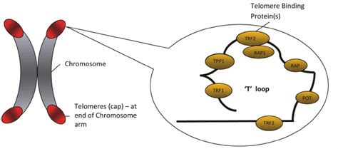 Telomere Caps At The End Of Chromosomes Magnified View Showing ‘t