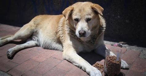 Bogotá Tiene Más De 66 Mil Perros Callejeros Según Estudio Del