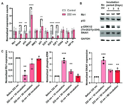 Perturbation Of Transcription And Cellular Signaling Events Was Download Scientific Diagram
