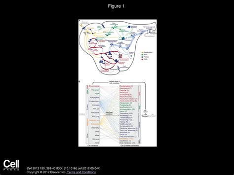A Whole Cell Computational Model Predicts Phenotype From Genotype Ppt Download