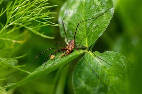 O Fascinante Mundo Dos Aracnídeos Uma Visão Aprofundada De Uma Aranha