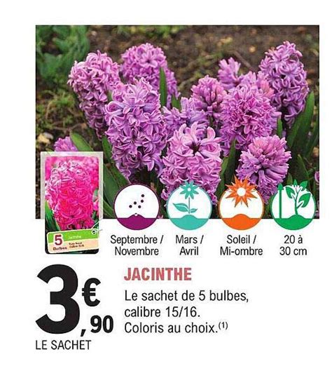 Promo Jacinthe Chez E Leclerc Jardi Icatalogue Fr