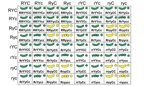 Trihybrid Crosses Genetics Microsoft Fabric Community