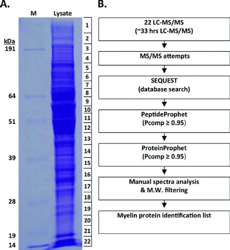 a an example of one dimensional gel separated protein lysate cut into