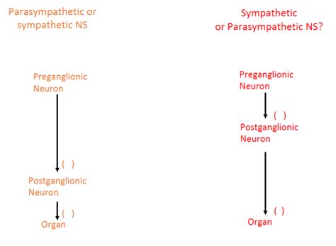 Sympathetic And Parasympathetic Nervous System Diagram Quizlet Sympathetic And Parasympathetic Nervous System Diagram Quizlet
