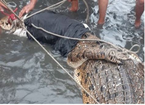 ワニによる人間への危害から考えられる生物多様性の重要性