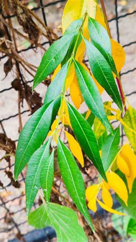 Periploca Sepium Bunge Chinese Silkvine World Flora Pl Ntnet Identify