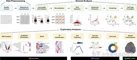 单细胞rna测序（scrna Seq）工作流程解析 知乎