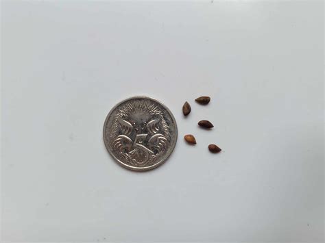 Picea Pungens Colorado Blue Spruce The Seed Vine