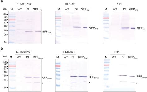Dual Intein Mediated Autoprocessing Of Gfp172 Di Rfpstrep Polyprotein