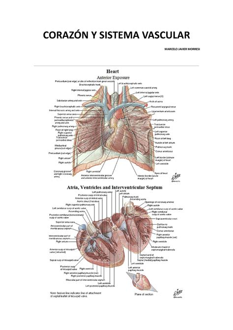Insistir Persona A Cargo Del Juego Deportivo Avance Anatomia