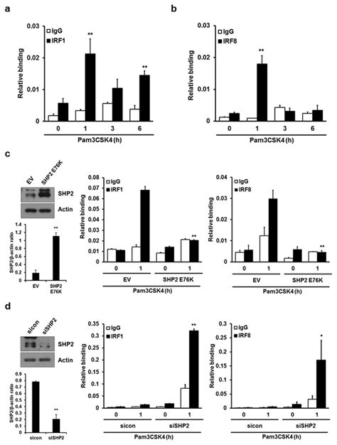Shp2 Affects The Dna Binding Activity Of Irf1 And Irf8 A B Bmdms