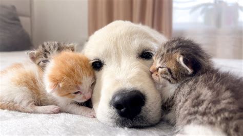 Golden Retriever Puppy And Tiny Kittens Cuteness Overload Youtube