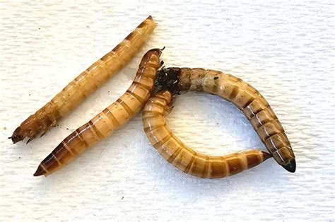 How Beetle Juice Ended In The Invention Of A Deadly Disease And Solved