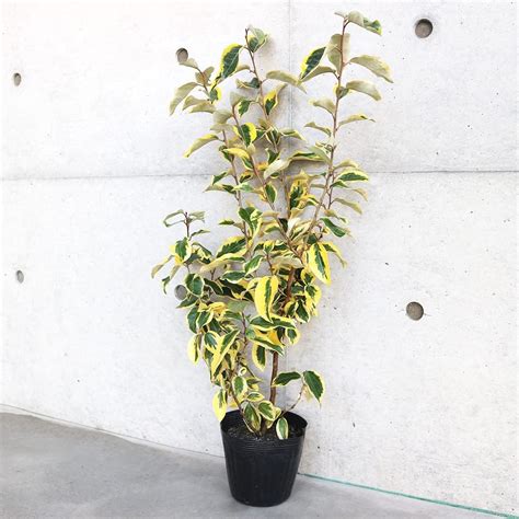 Amazon Co Jp Elaeagnus Ebbingei