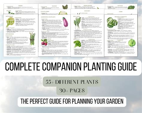 Companion Planting Guide Garden Planning Chart Companion Etsy Uk