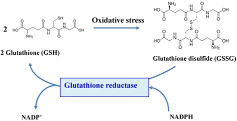 The Glutathione System A Journey From Cyanobacteria To Higher Eukaryotes