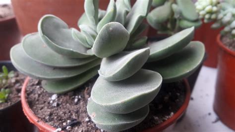 Identificar Crassula Cotyledonis Dubia