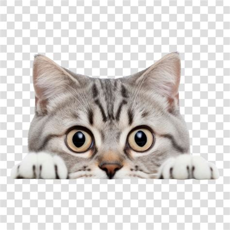Png Curious Cat Peeking Over Edge Premium Ai Generated Psd