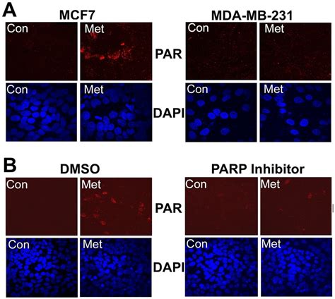 Metformin Stimulates Par Synthesis In Sensitive Cells Download