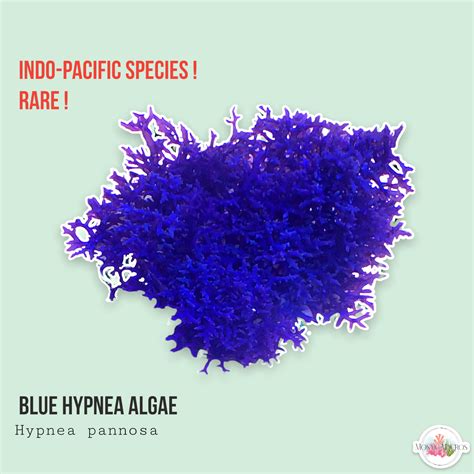 Blue Hypnea Hypnea Pannosa Marine Saltwater Macroalgae Plant