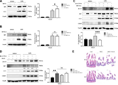 Bip Suppresses β Arrestin 2 Induced Pro Apoptotic Effects A