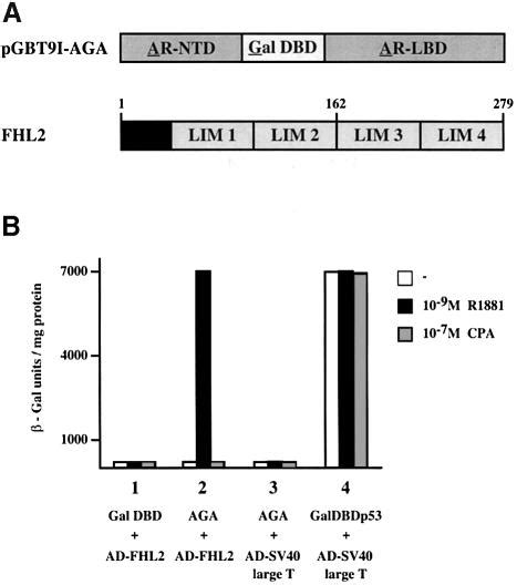 Fhl2 A Novel Tissue Specific Coactivator Of The Androgen Receptor Pmc