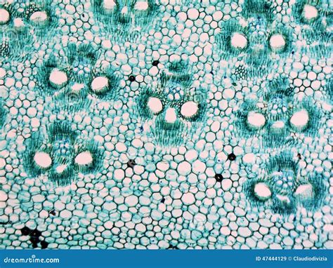 Bamboo Stem Micrograph Stock Image Image Of Flora Light 47444129