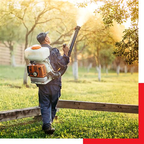Pest Control Carrollton Bug Head Pest Control
