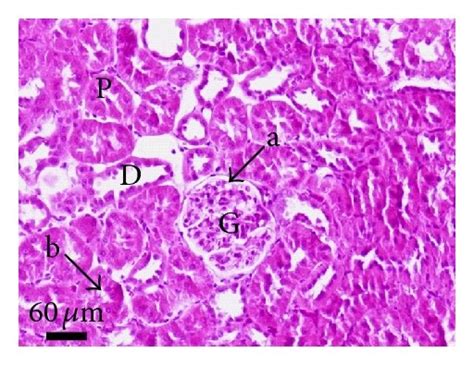 Micrographs Of Conventional Hematoxylin And Eosin Hande Staining Of Rat