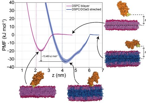 Figure S27 Potential Of Mean Force Pmf Profiles Of Human Lpl Binding Download Scientific
