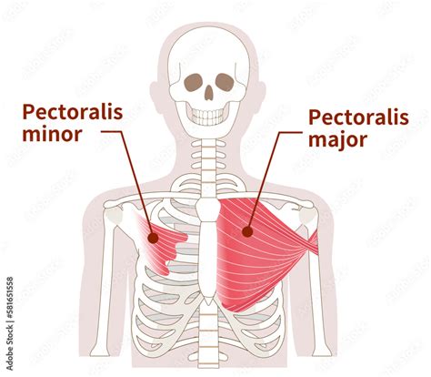 Illustration Of The Anatomy Of The Pectoralis Major And Minor Muscle Stock Vector Adobe Stock