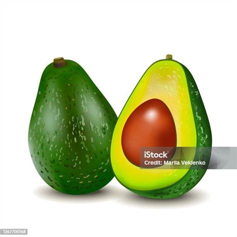 전체 아보카도와 흰색 배경에 고립 된 씨앗절반 채식 과일 벡터 그림입니다 아보카도에 대한 스톡 벡터 아트 및 기타 이미지 아보카도 0명 갈색 Istock