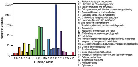 COG Function Classification Of All Unigenes From The RNA Seq Of Anemone Download Scientific