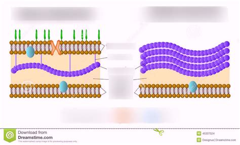 Cell Wall Of Gram Positive And Negative Bacteria Diagram Quizlet