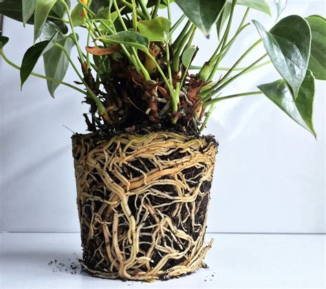 How To Grow Anthuriums Anthurium Growing Tips How To Home Gardening