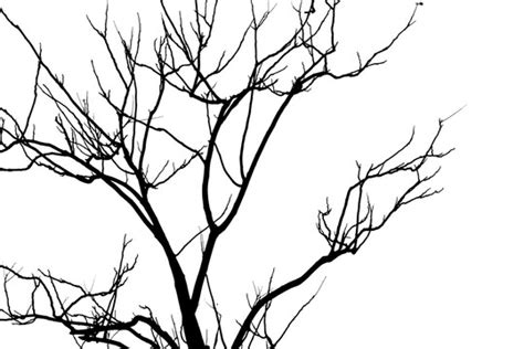 树冠剪影图片素材 树冠剪影设计素材 树冠剪影摄影作品 树冠剪影源文件下载 树冠剪影图片素材下载 树冠剪影背景素材 树冠剪影模板下载 搜索中心