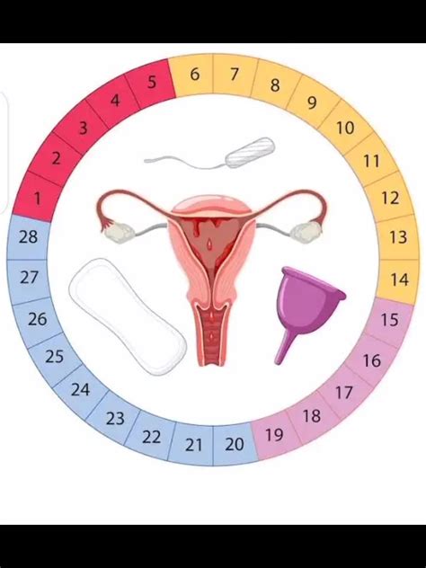 The Ovulation Process Fully Explained