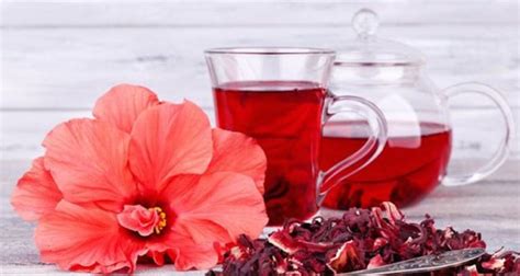 Chá de Hibisco Para Que Serve Benefícios Como Tomar e Propriedades MundoBoaForma br