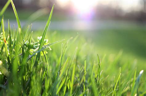 3 Best Types Of Grass For Florida Lawns Bayside Sod