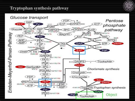 Ppt System Biology Term Project Tryptophan Production Powerpoint Presentation Id 4736589