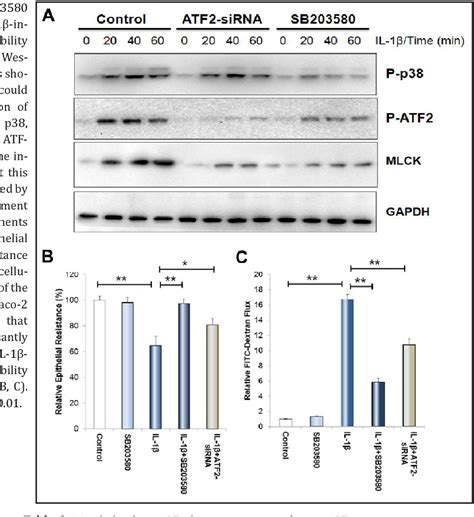 Figure 1 From P38 Mapk Pharmacological Inhibitor Sb203580 Alleviates
